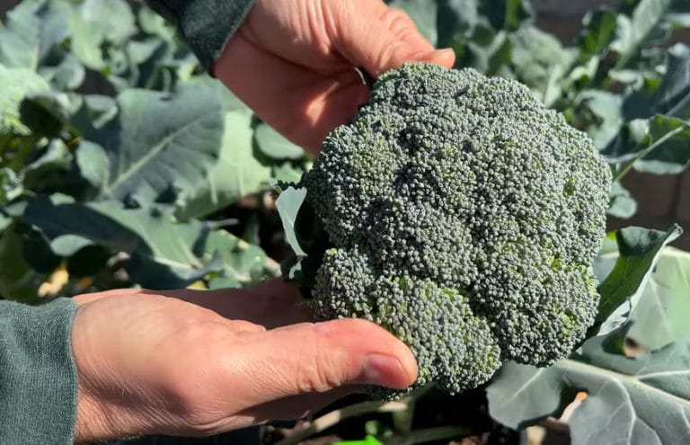 When is Broccoli in Season: Best Time to Grow
